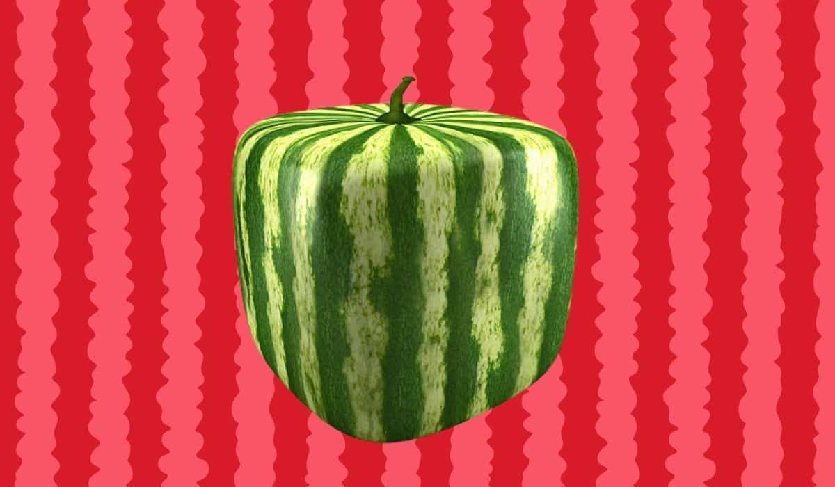 The Fascinating Story Behind Japan's Square Watermelons