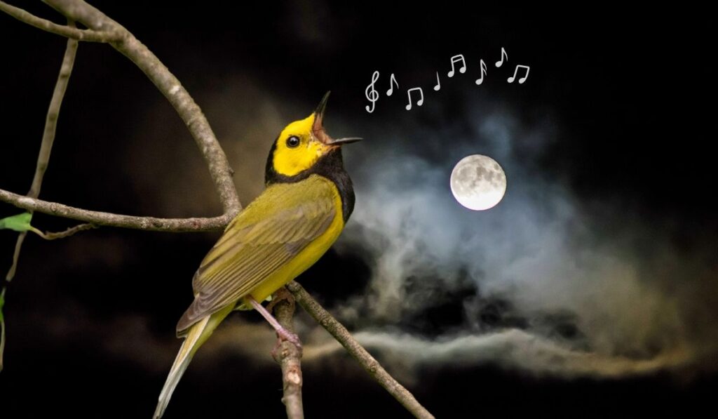 6 Reasons Why Birds Sing At Night