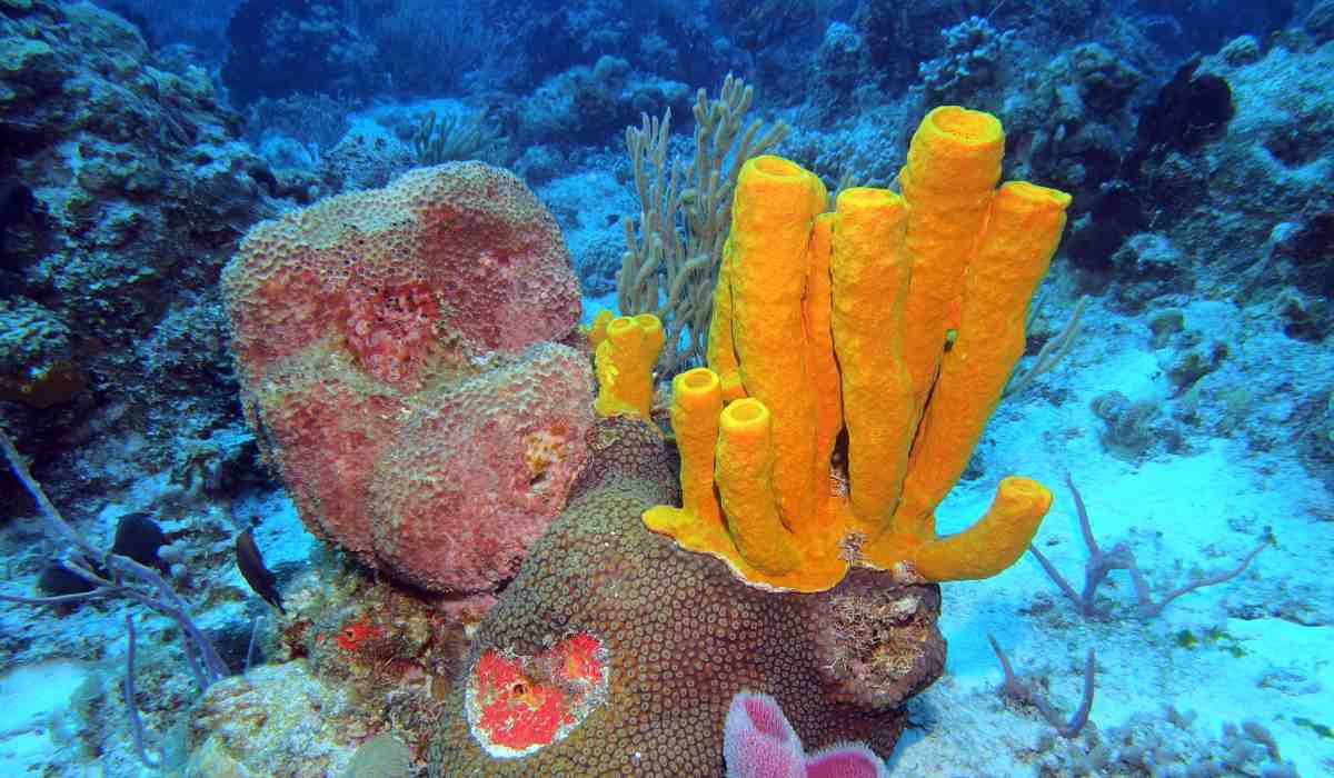 13 Animals That Don’t Have Brains (And How They Survive)