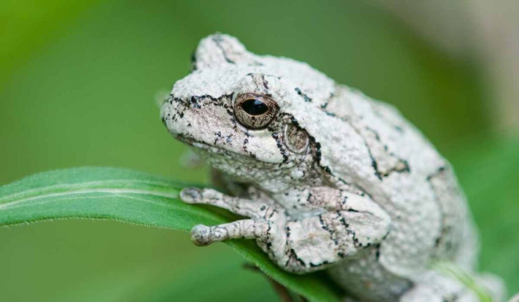 10 Animals That Freeze In The Winter And Come Back Alive