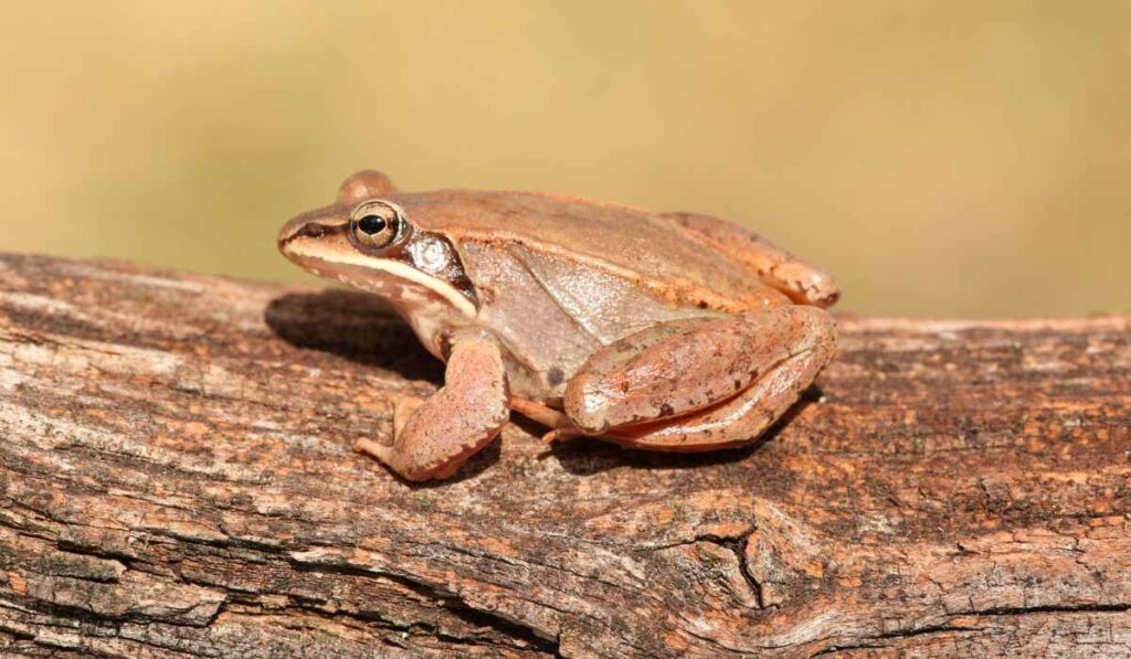 10 Animals That Freeze In The Winter And Come Back Alive